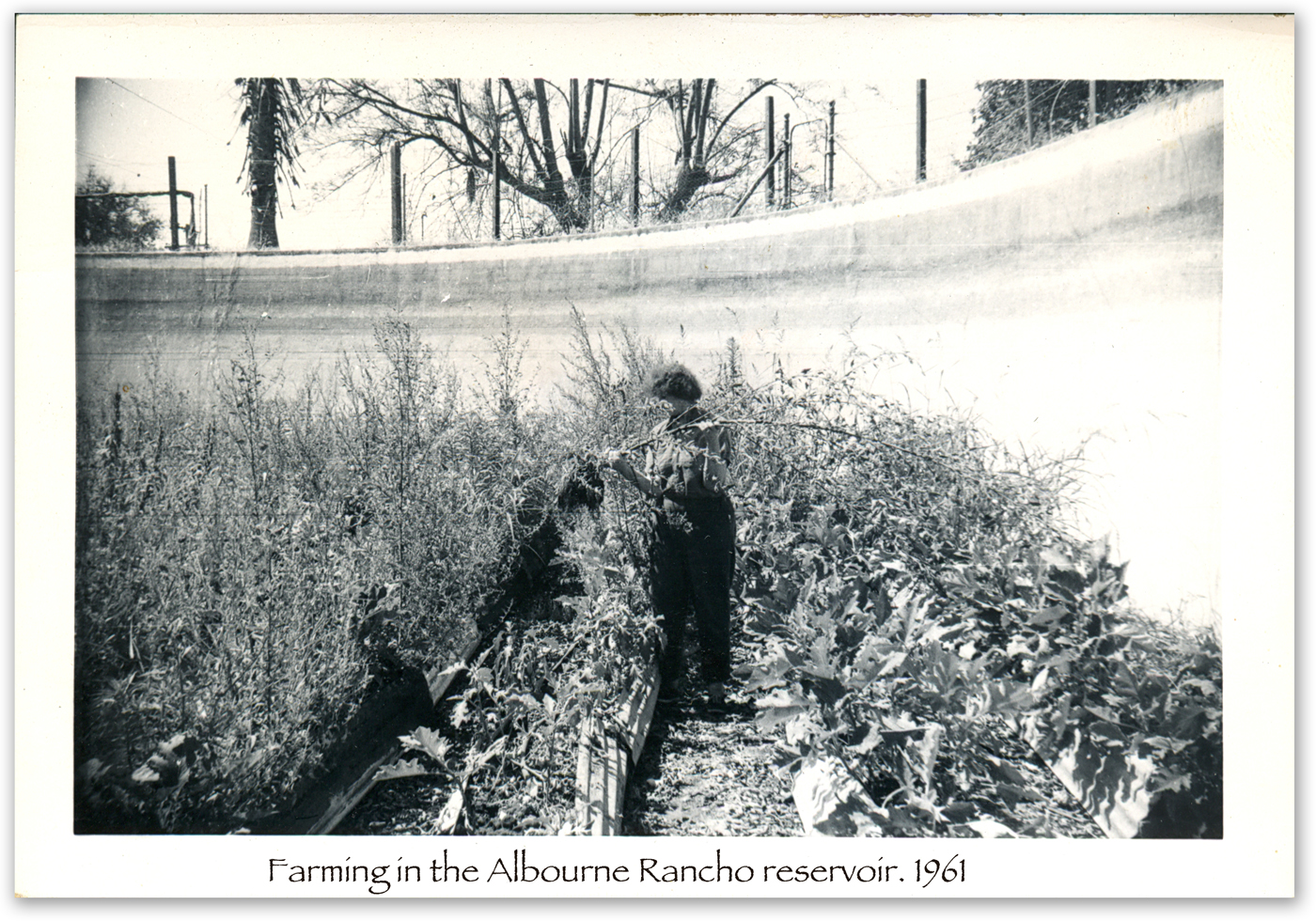 rubel_1961_reservoir_farm